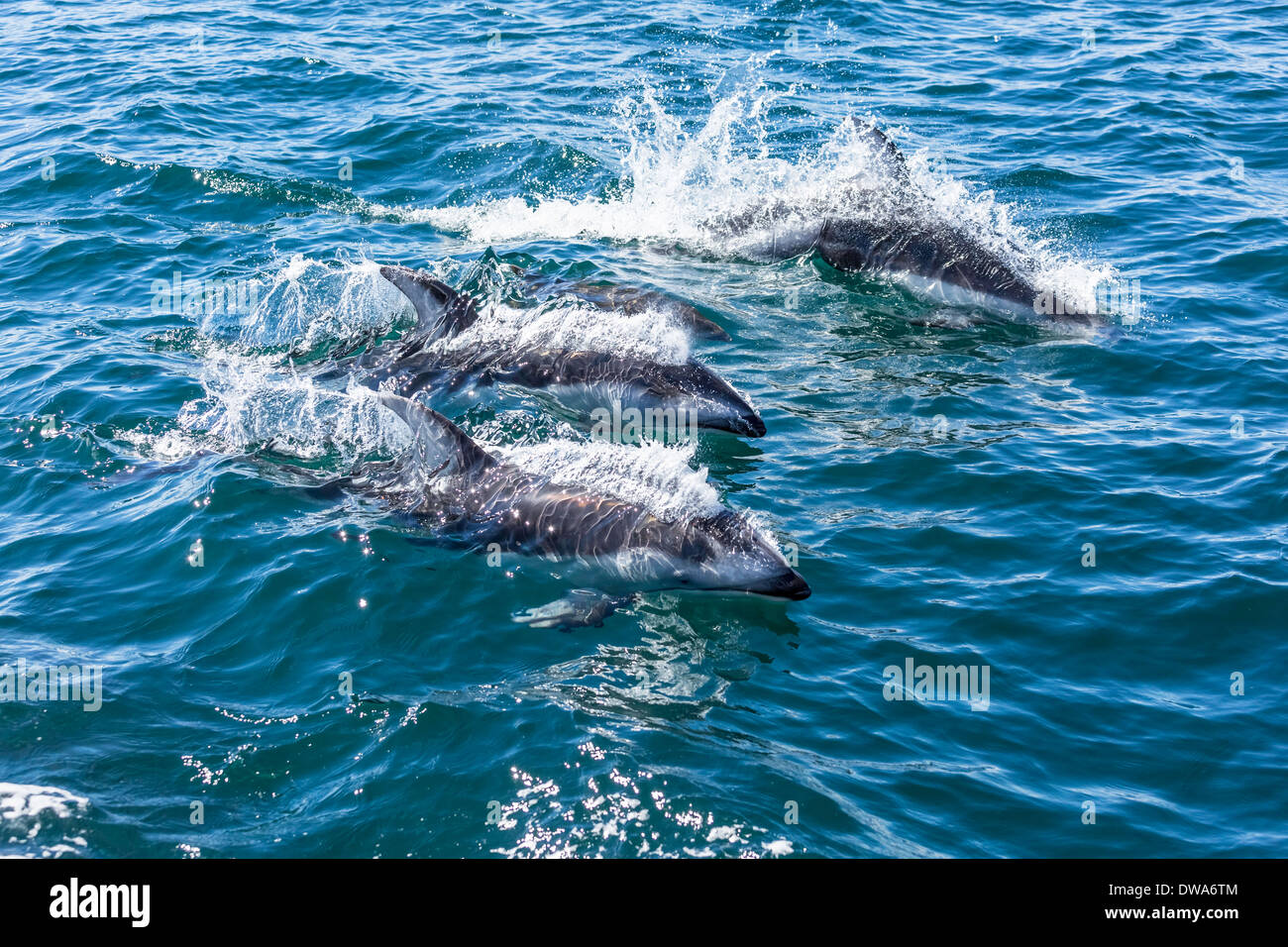 A family of pacific white sided dolphins protect a baby by keeping it ...