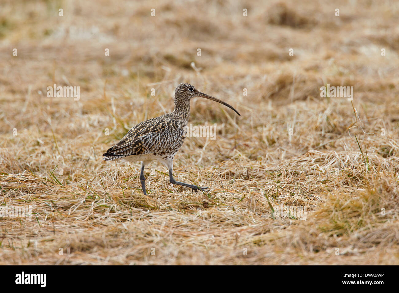 Curlews uk hi-res stock photography and images - Alamy