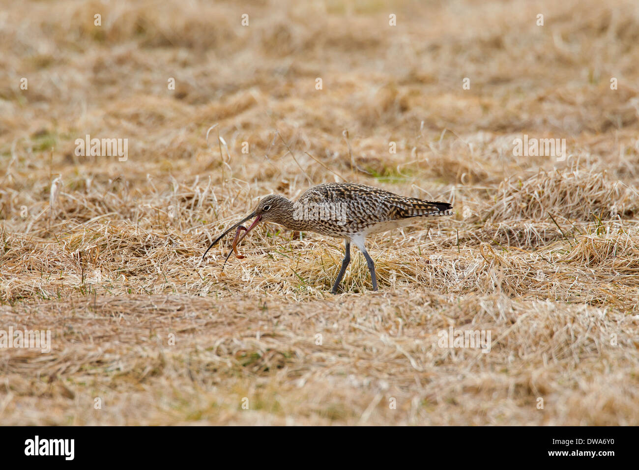Eurasian curlew / European curlew (Numenius arquata) eating earthworm ...