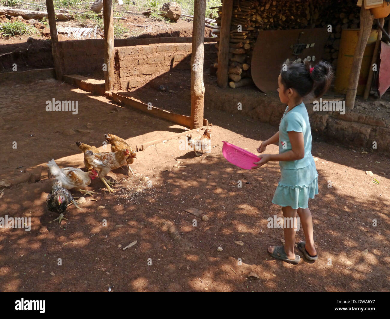 Chicken farming central america hi-res stock photography and images - Alamy