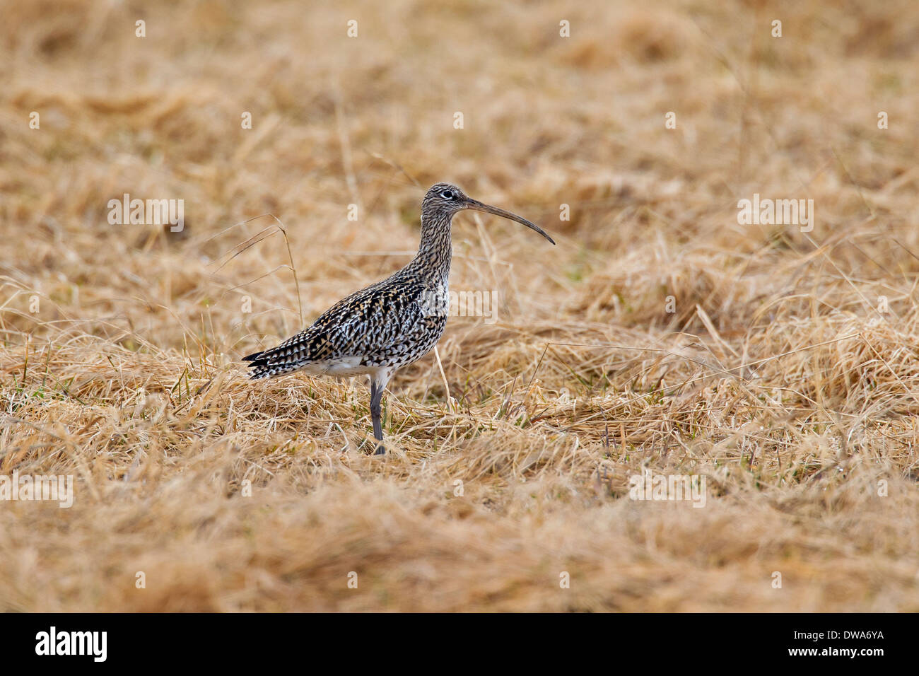 Eurasian curlew / European curlew (Numenius arquata) foraging in ...