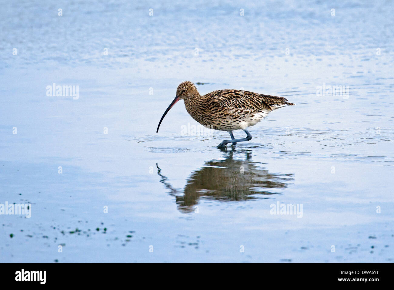 Curlews uk hi-res stock photography and images - Alamy