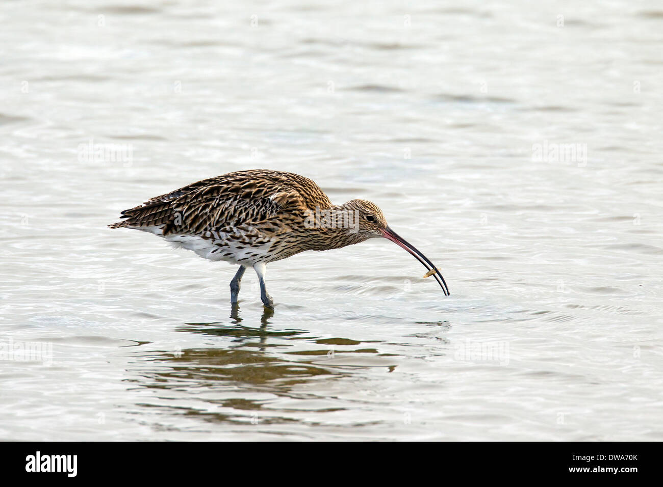 Eurasian curlew / European curlew (Numenius arquata) foraging in ...