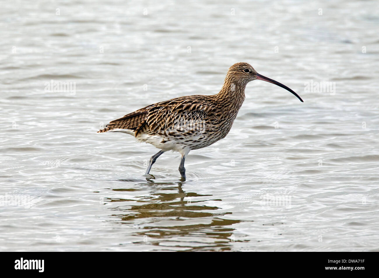 European curlew / Eurasian curlew (Numenius arquata) foraging in ...
