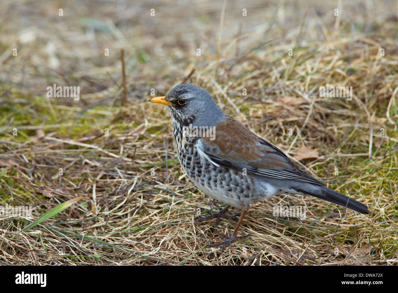 Fieldfare (Turdus pilaris) foraging on the ground Stock Photo - Alamy