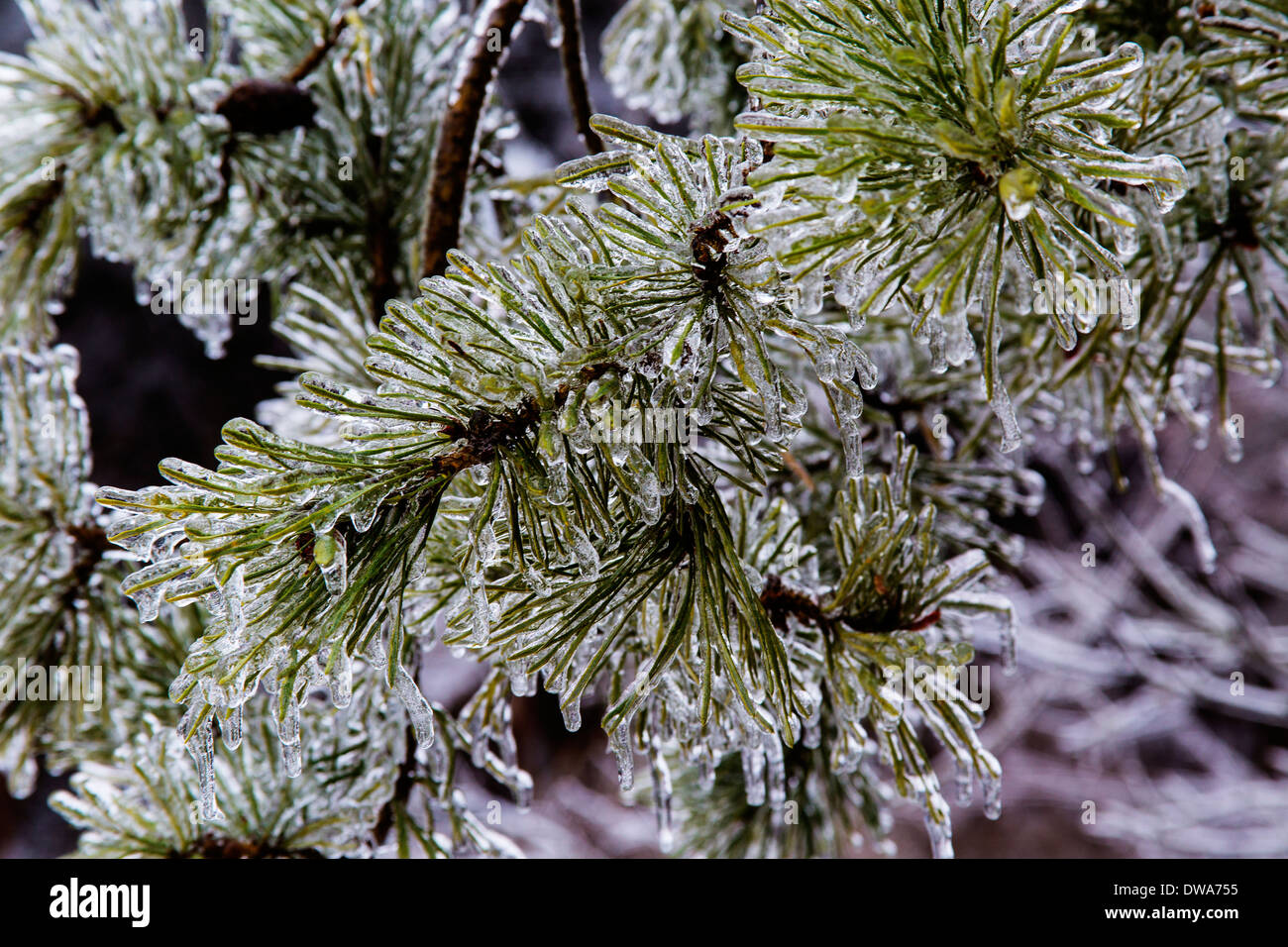Ice storm ice trees hi-res stock photography and images - Alamy