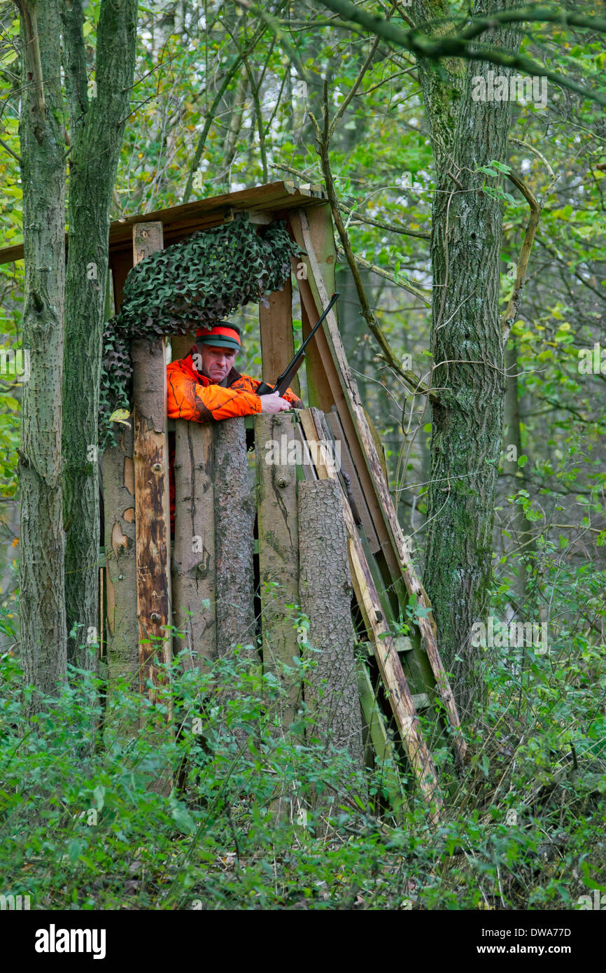 Big game hunter dressed in orange waiting in raised hide to shoot deer ...