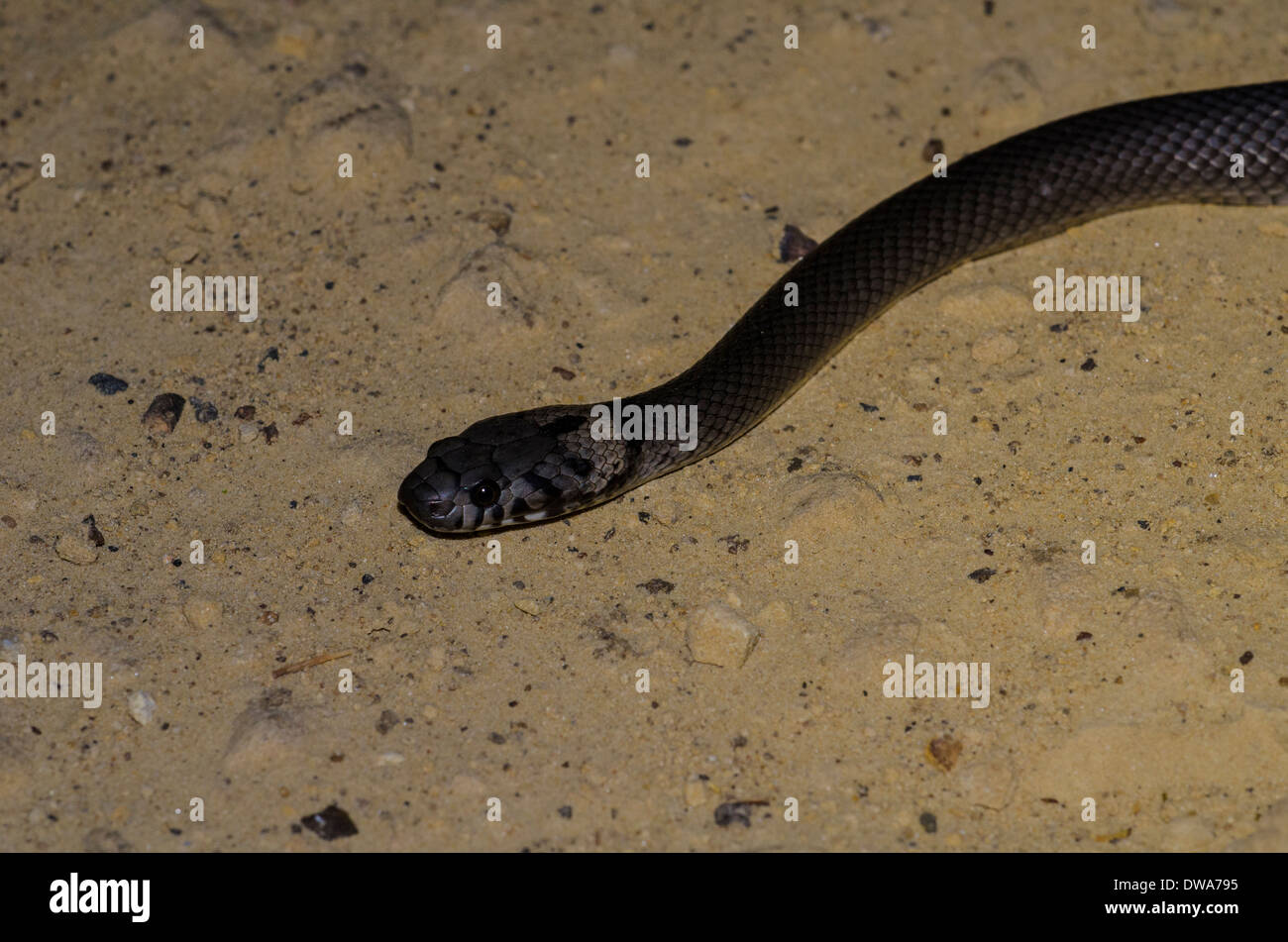 pale headed snake Hoplocephalus bitorquatus Stock Photo - Alamy