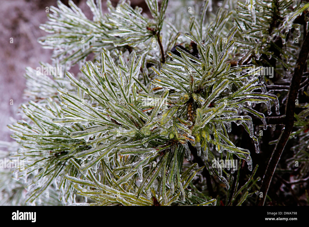 Weather winter scenes ice hi-res stock photography and images - Alamy