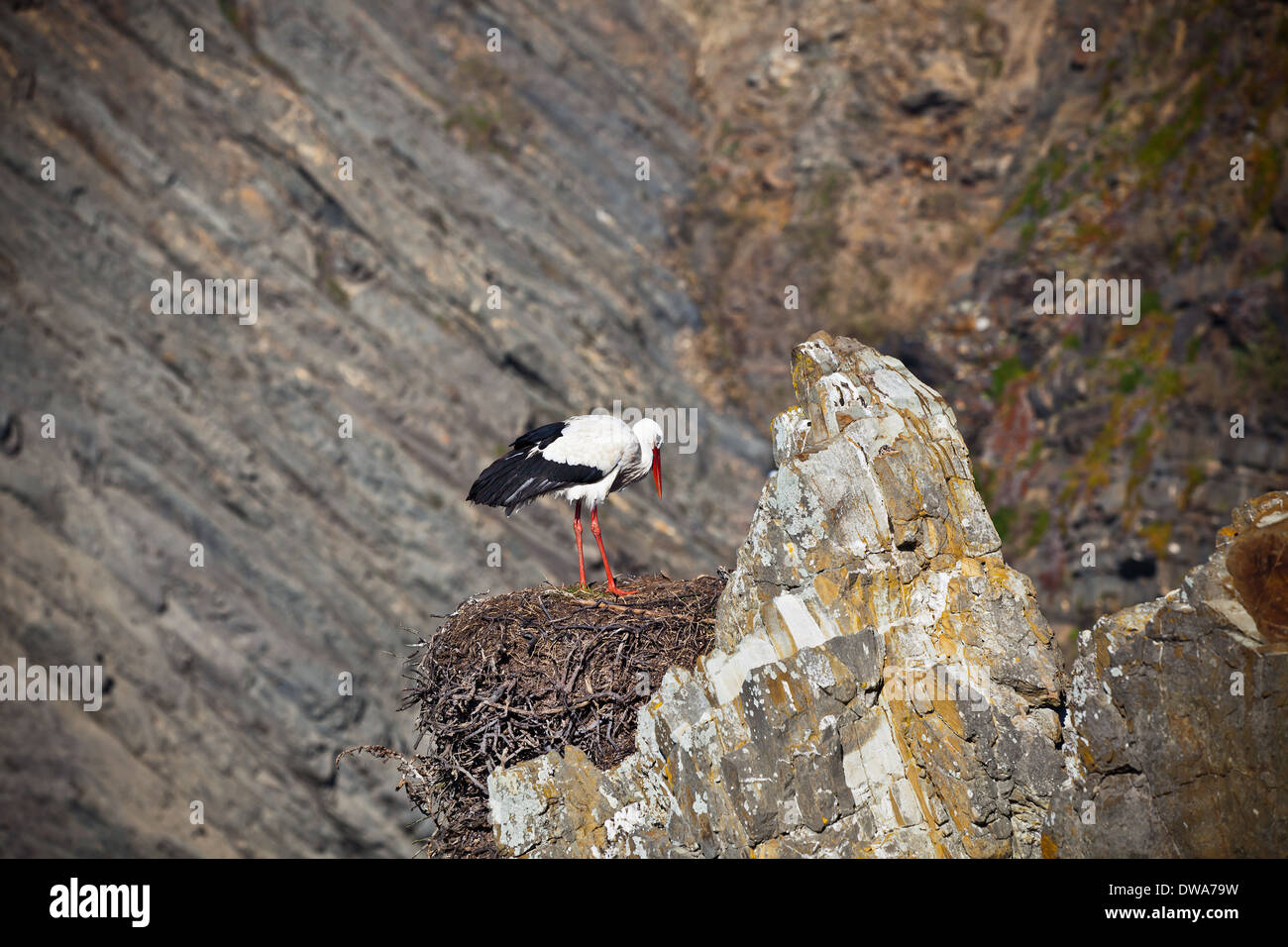 White stork nesting portugal hi-res stock photography and images - Alamy