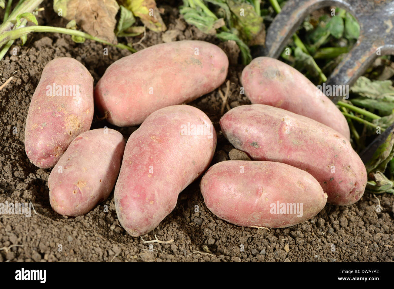 Roseval hi-res stock photography and images - Alamy