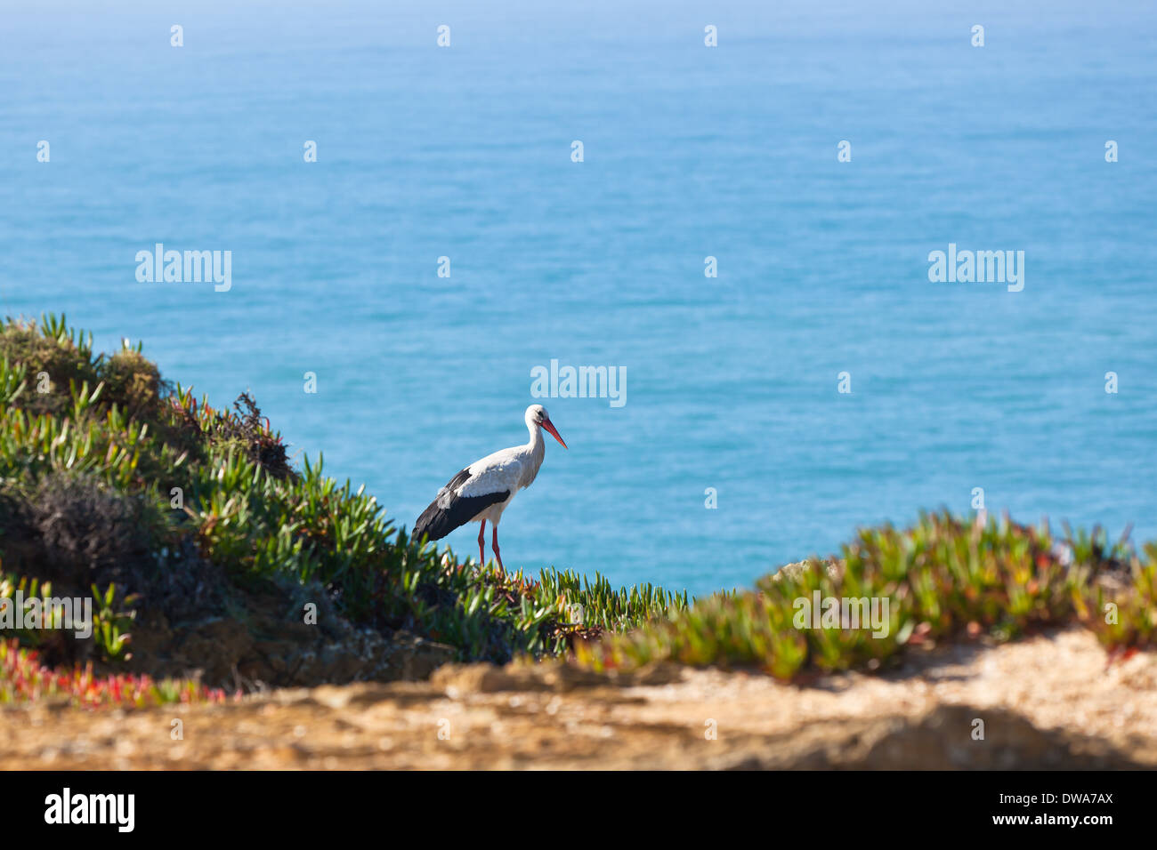 Stork on a Cliff at Western Coast of Portugal. Horizontal shot Stock ...