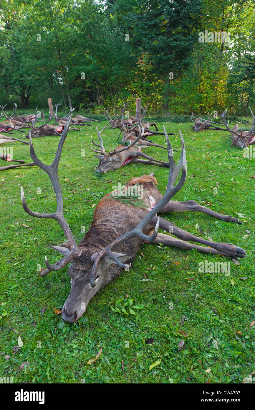 Harvested Red Deer (Cervus elaphus) stags killed and gutted by hunters ...