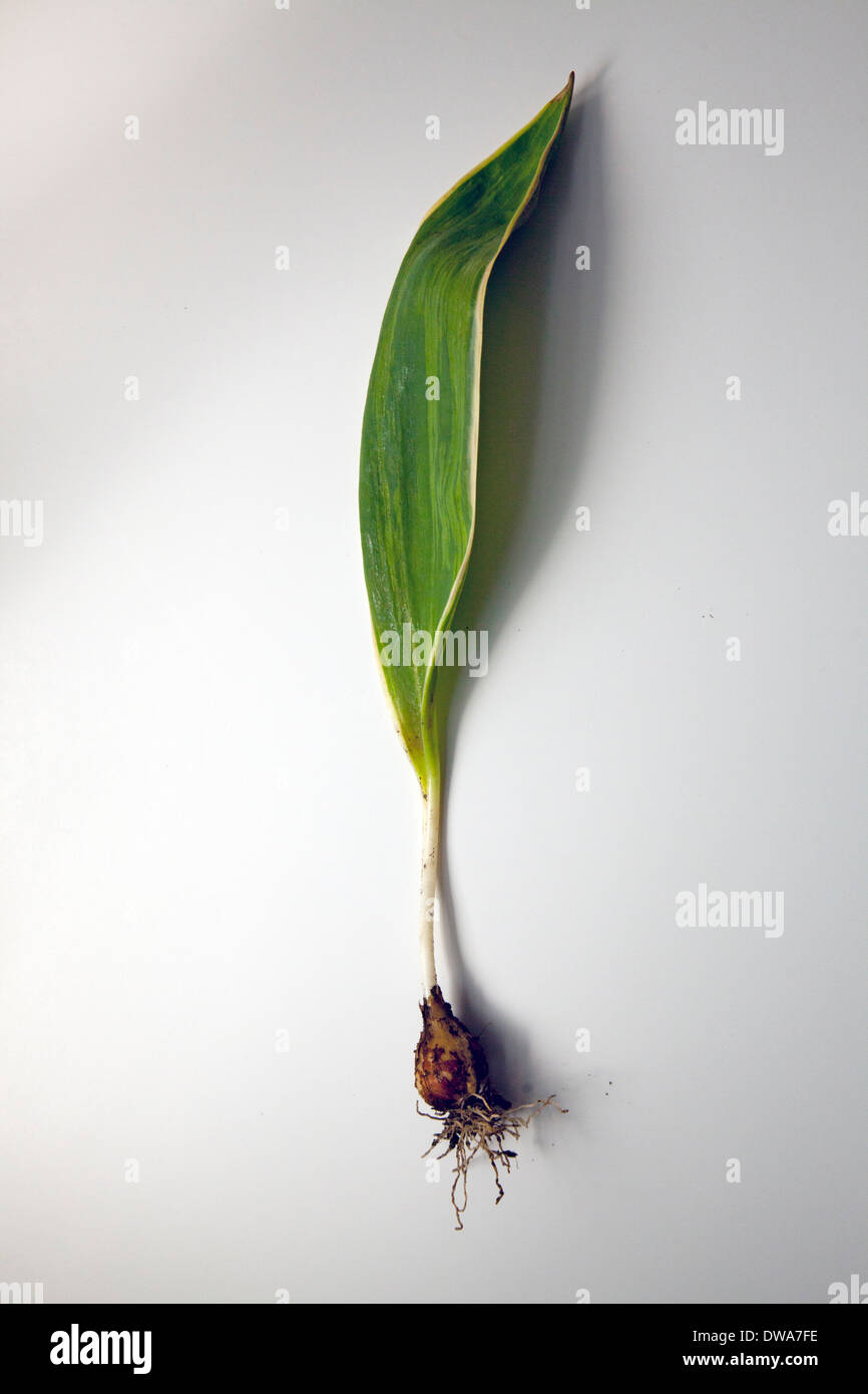 tulip bulb with dirt and roots Stock Photo - Alamy