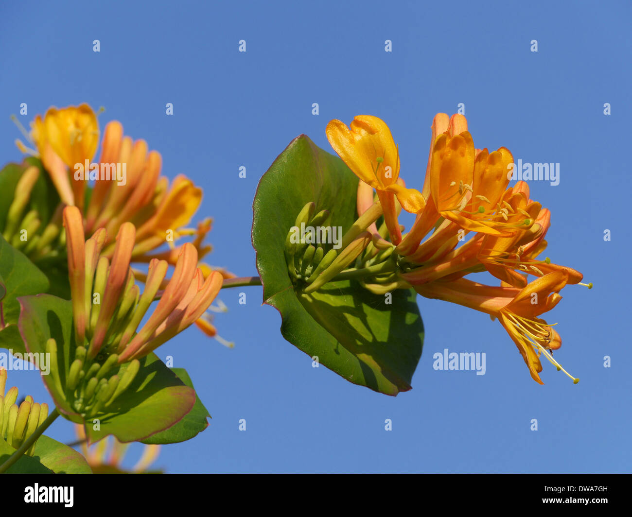 goat-leaf honeysuckle, lonicera caprifolium, sweden Stock Photo - Alamy