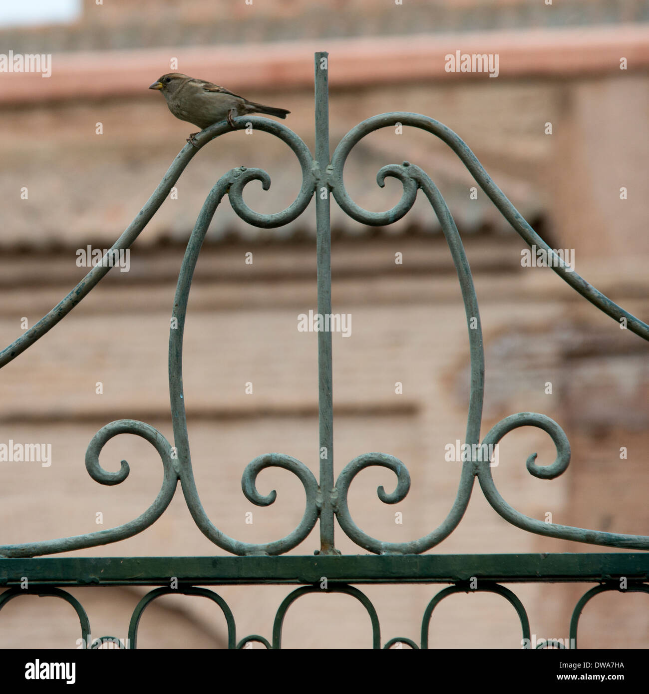 Bird perching on metal grate of gate, Marrakesh, Morocco Stock Photo ...