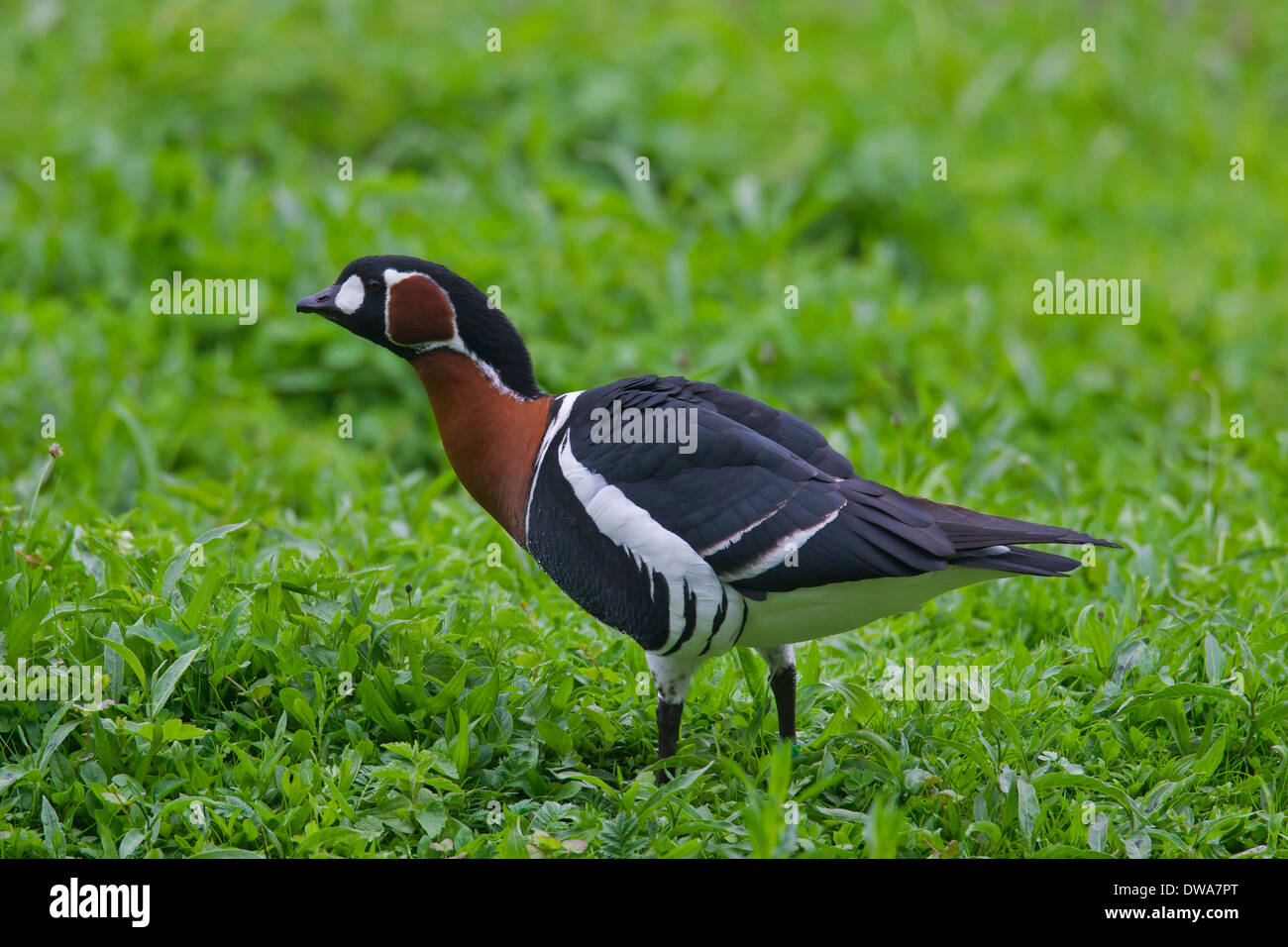 Red-breasted goose (Branta ruficollis) foraging in meadow Stock Photo ...