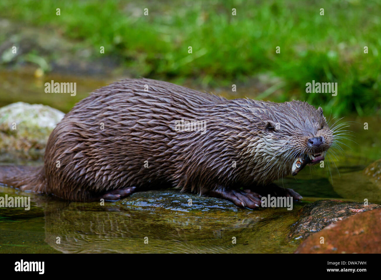 Otter hunting fish hi-res stock photography and images - Alamy