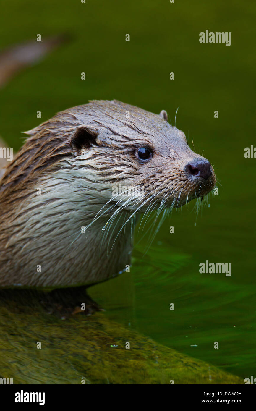 Lutra lutra uk hi-res stock photography and images - Alamy