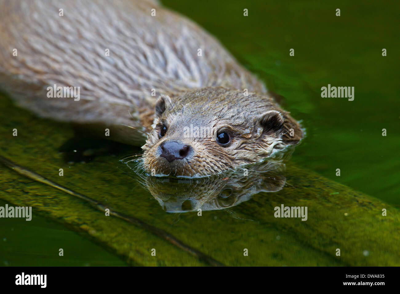 Otter Scotland High Resolution Stock Photography and Images - Alamy