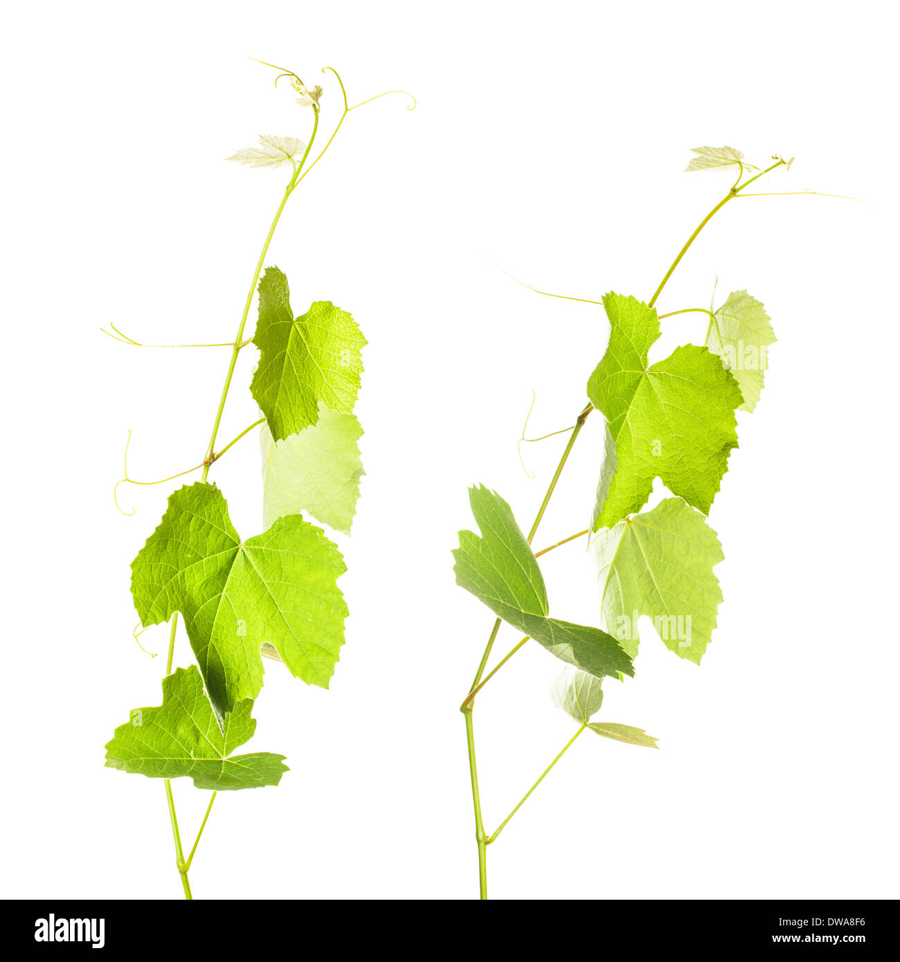 Grape leaves isolated on white, close up Stock Photo - Alamy