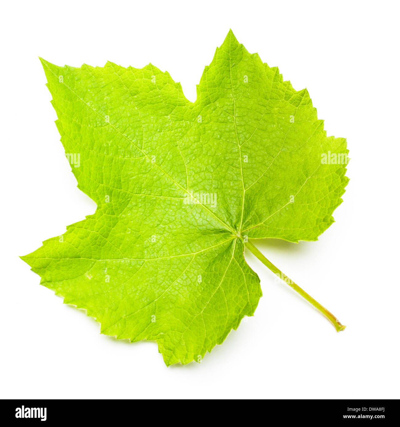 Close up grapevine leaves Cut Out Stock Images & Pictures - Alamy