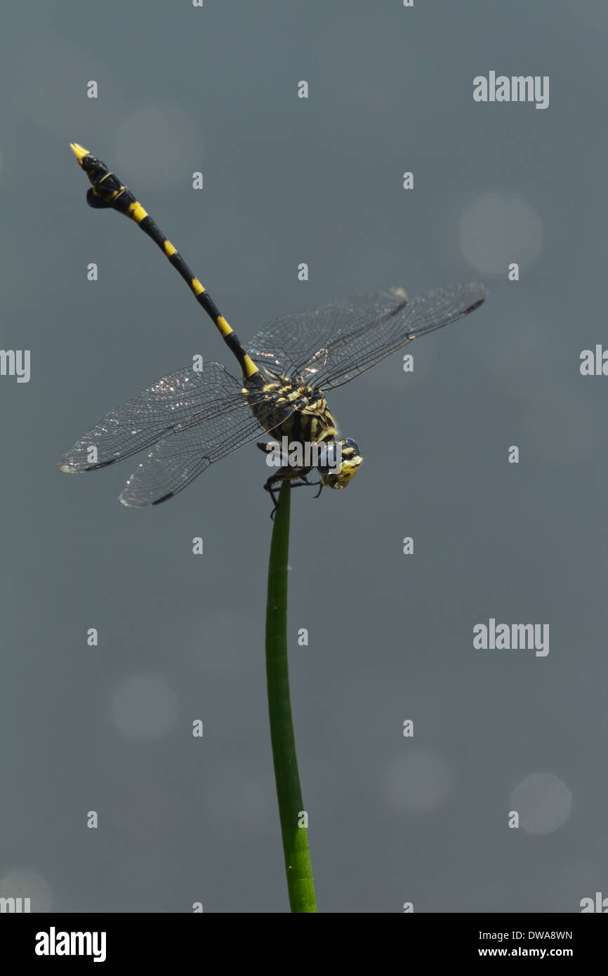 Dragonfly straw hi-res stock photography and images - Alamy