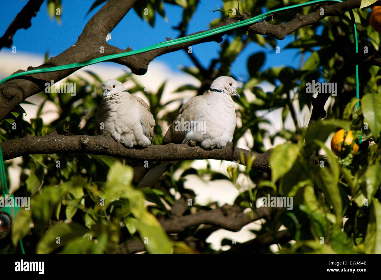 Two love birds branch hi-res stock photography and images - Alamy