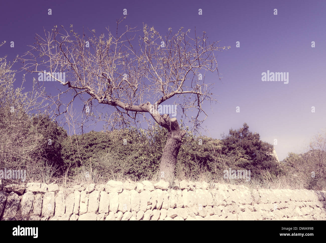 Old almond tree hi-res stock photography and images - Alamy