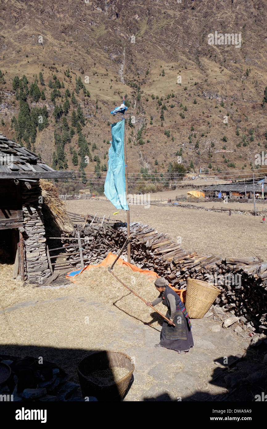 Grain threshing hi-res stock photography and images - Alamy