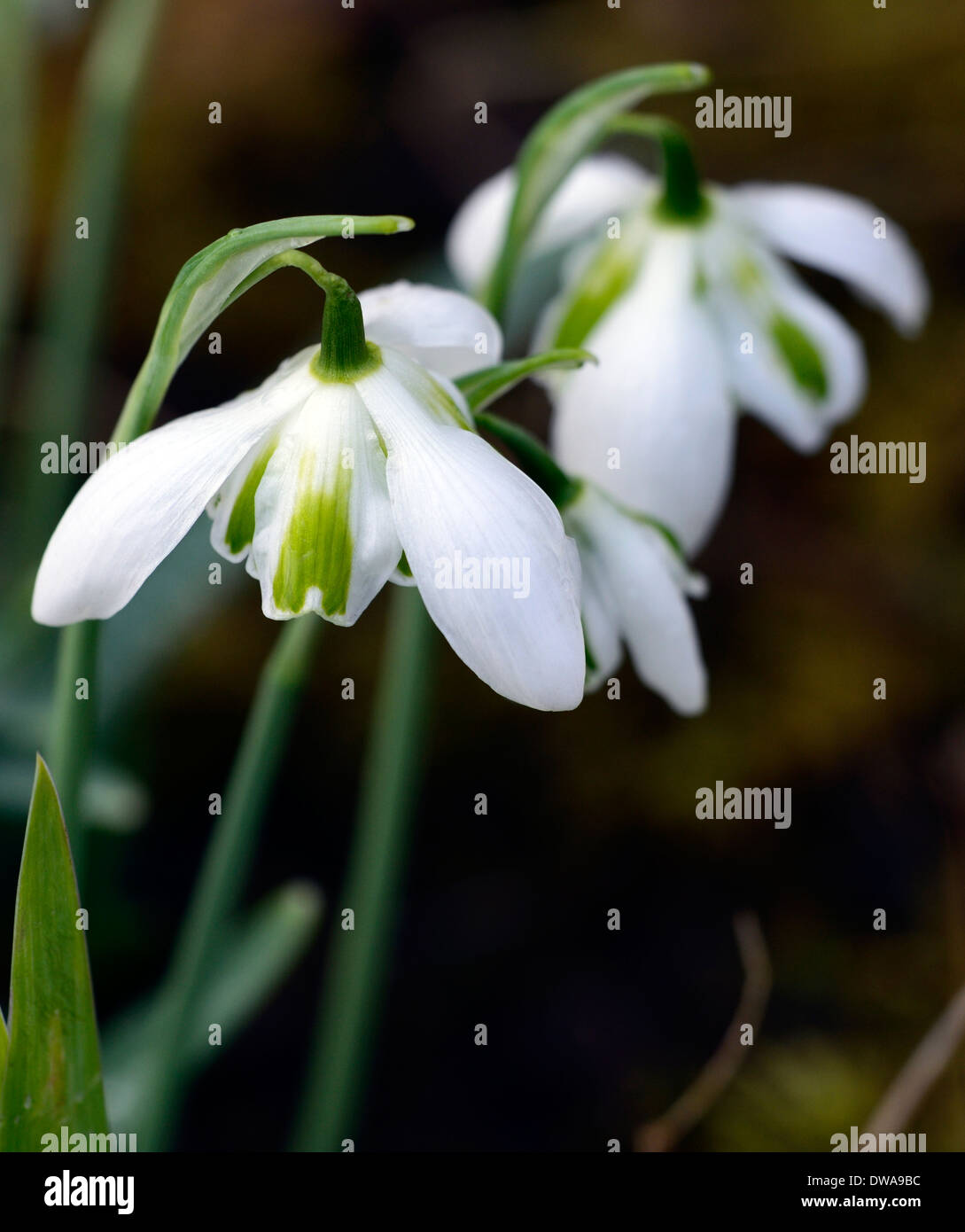 Galanthus unnamed variety double snowdrop white flowers green markings ...