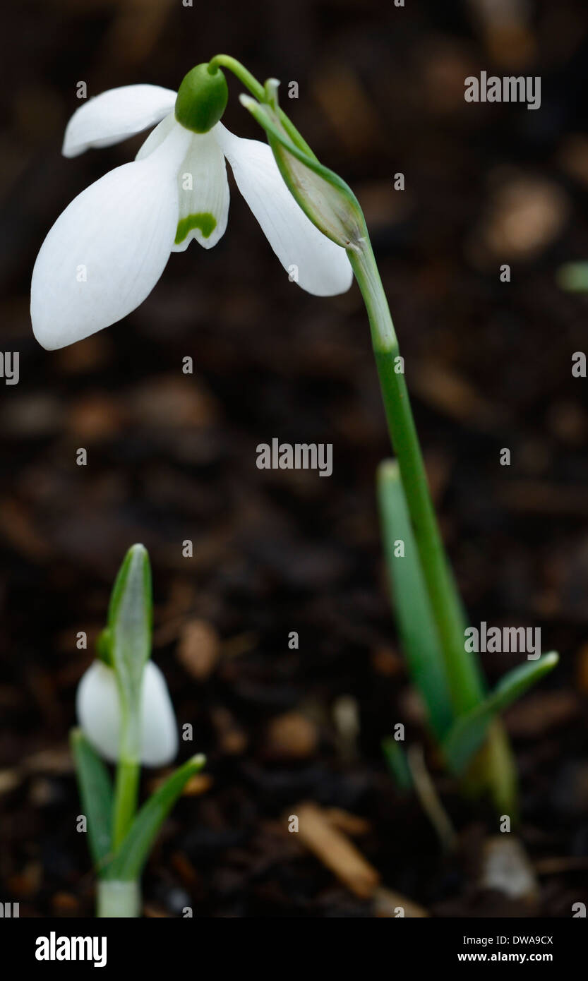Galanthus castlegar irish snowdrop white flowers green markings flowers ...