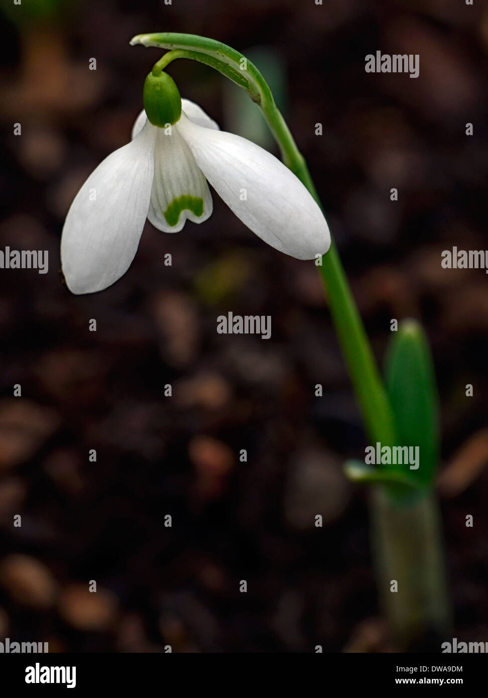 Galanthus castlegar irish snowdrop white flowers green markings flowers ...
