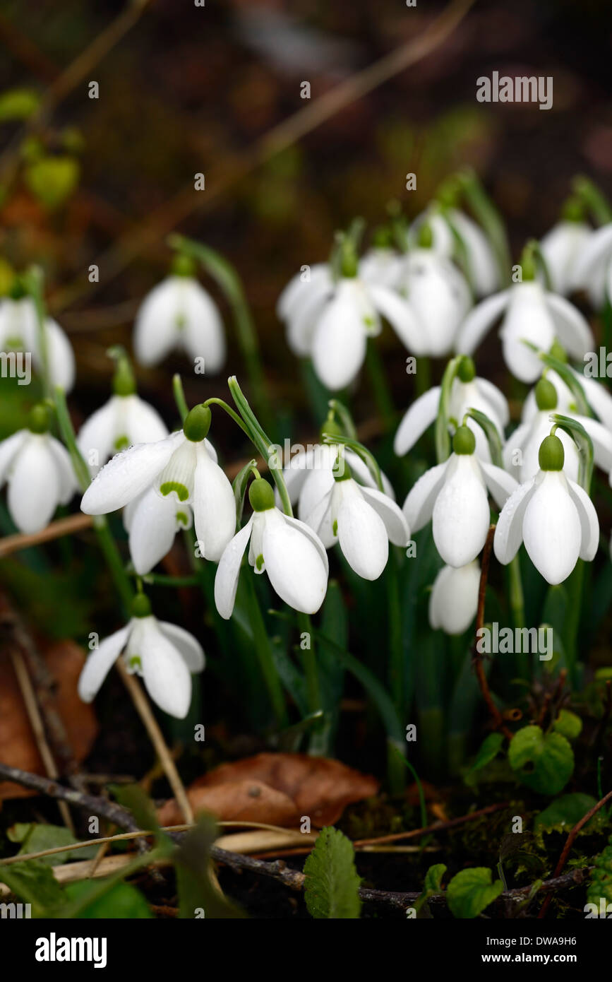Galanthus coolballintaggart hi-res stock photography and images - Alamy