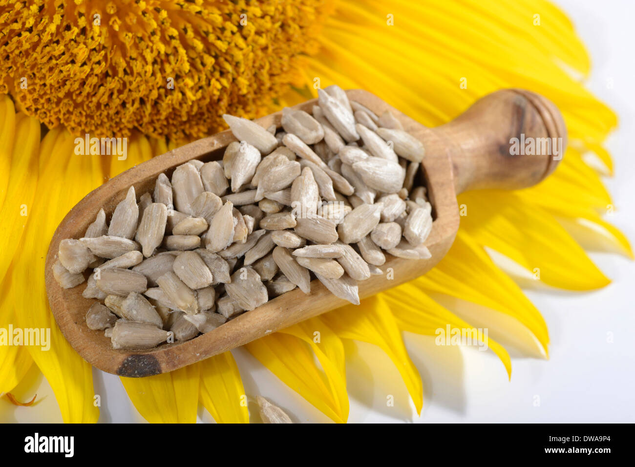 Seed sunflowers hi-res stock photography and images - Alamy