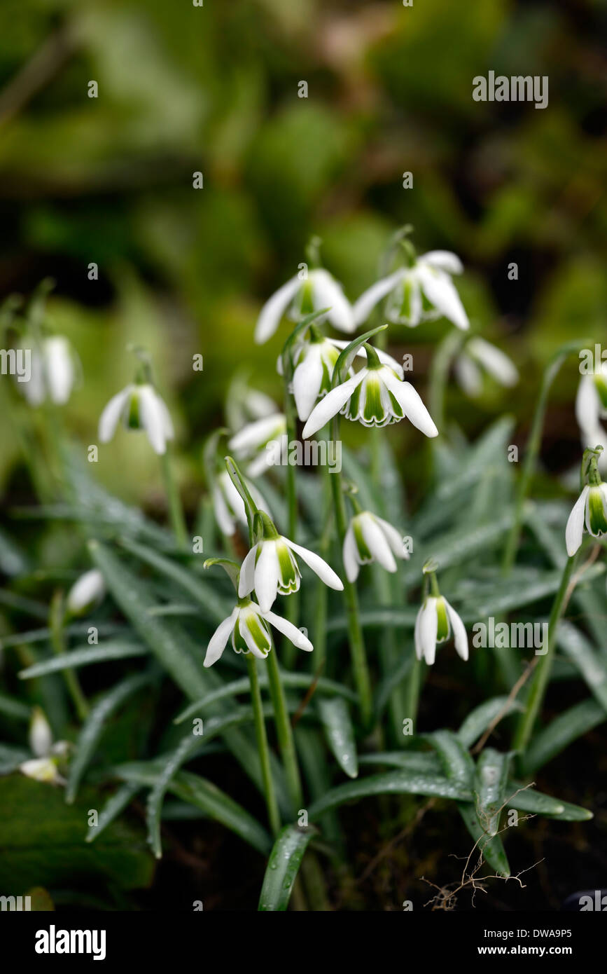 Galanthus greatorex double snowdrop hi-res stock photography and images ...