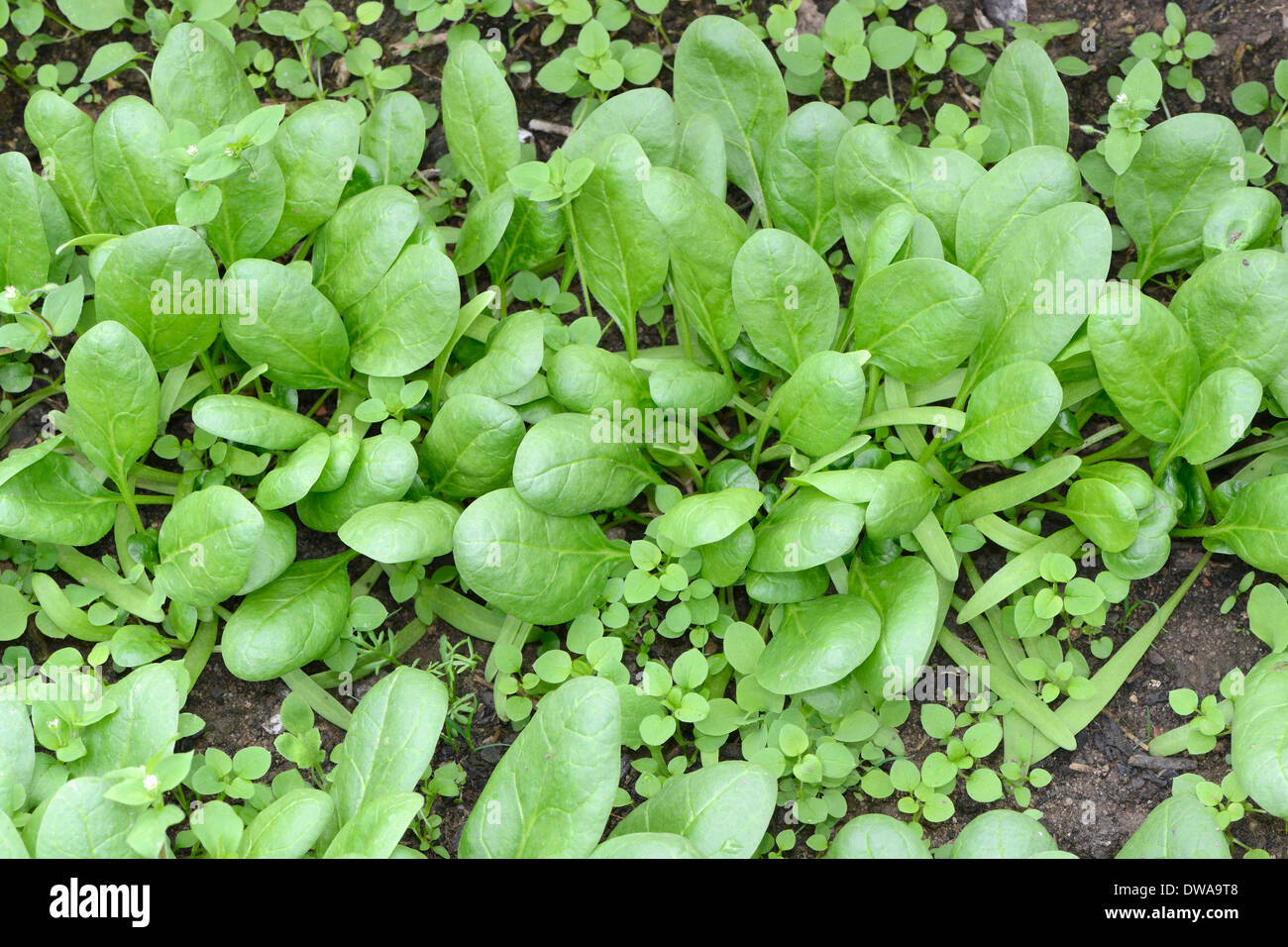 Spinach and Common Chickweed Stock Photo - Alamy