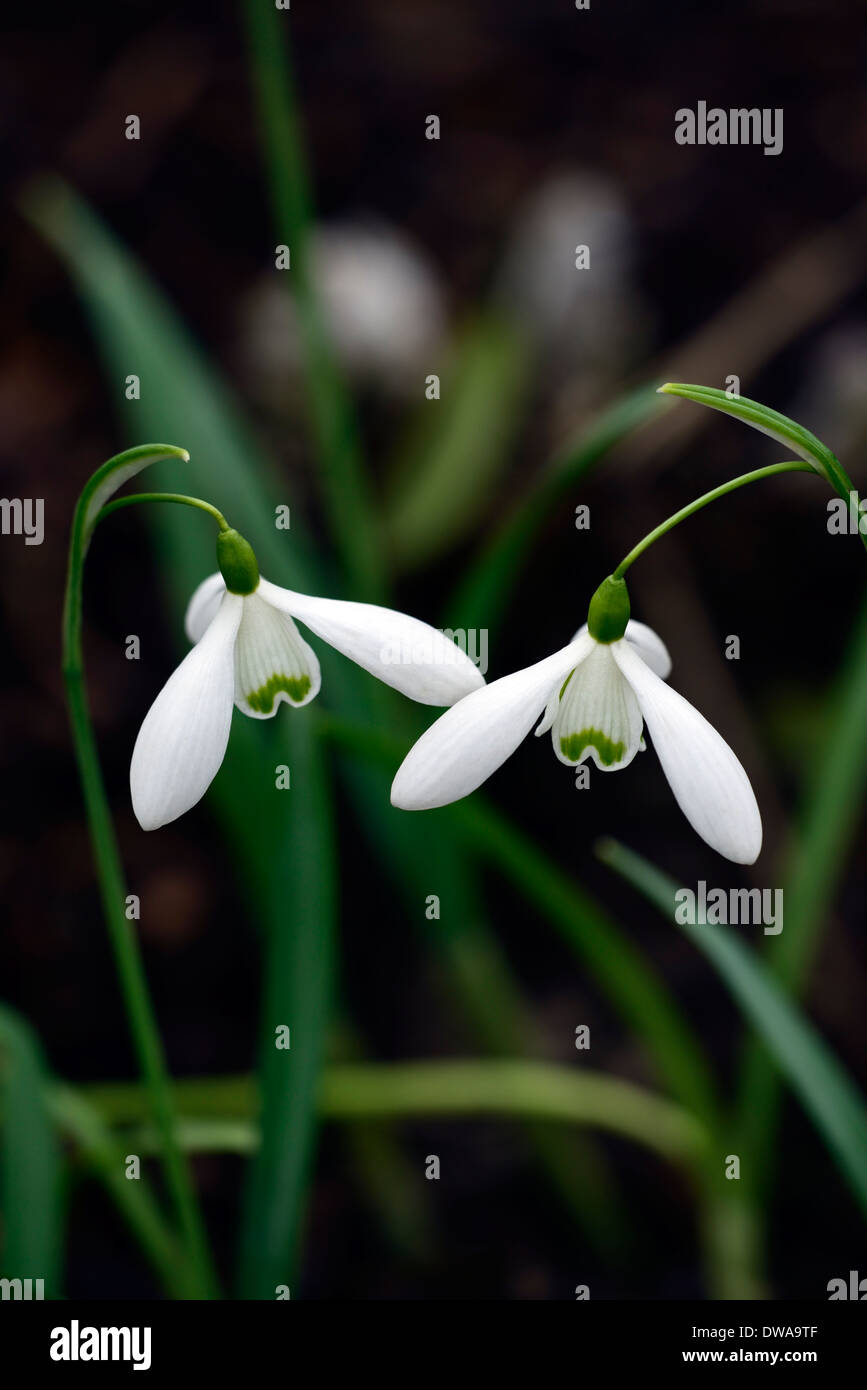 Galanthus doon garden irish snowdrop white flowers green markings ...