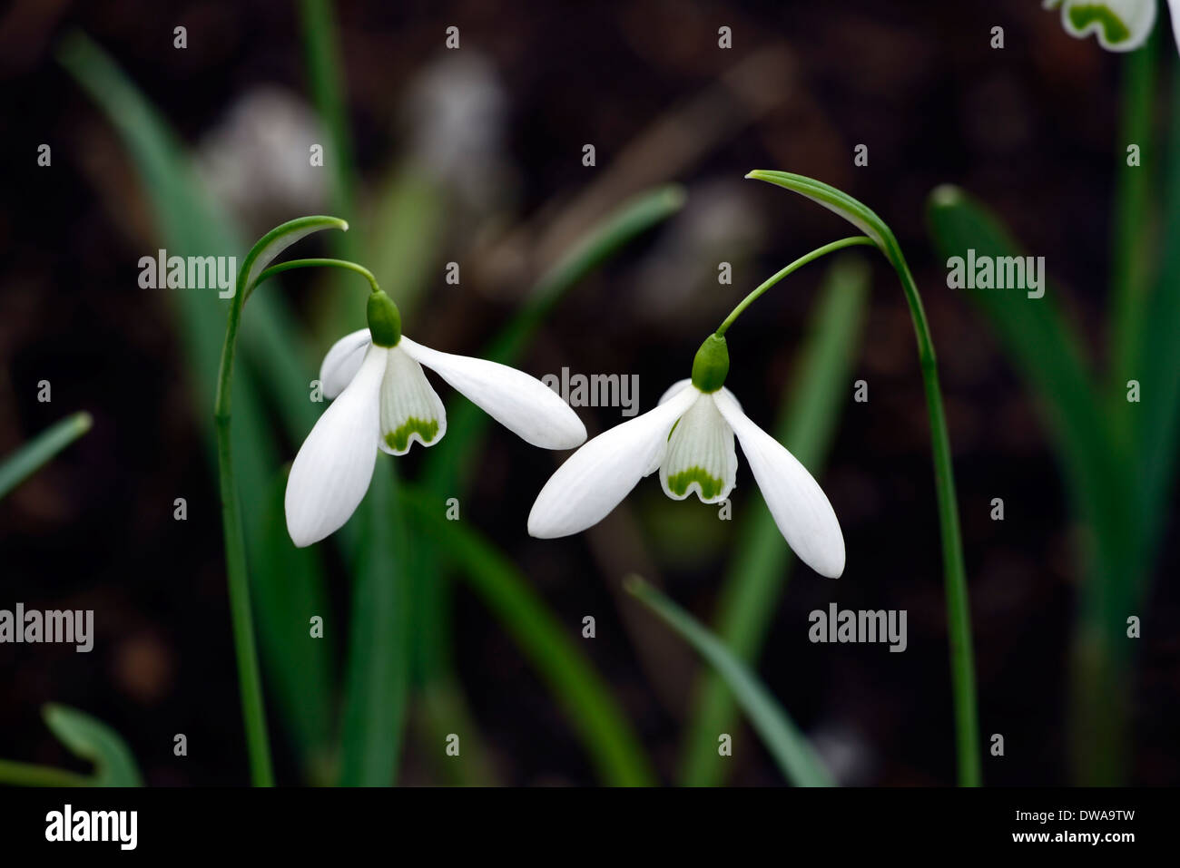 Galanthus doon garden irish snowdrop white flowers green markings ...