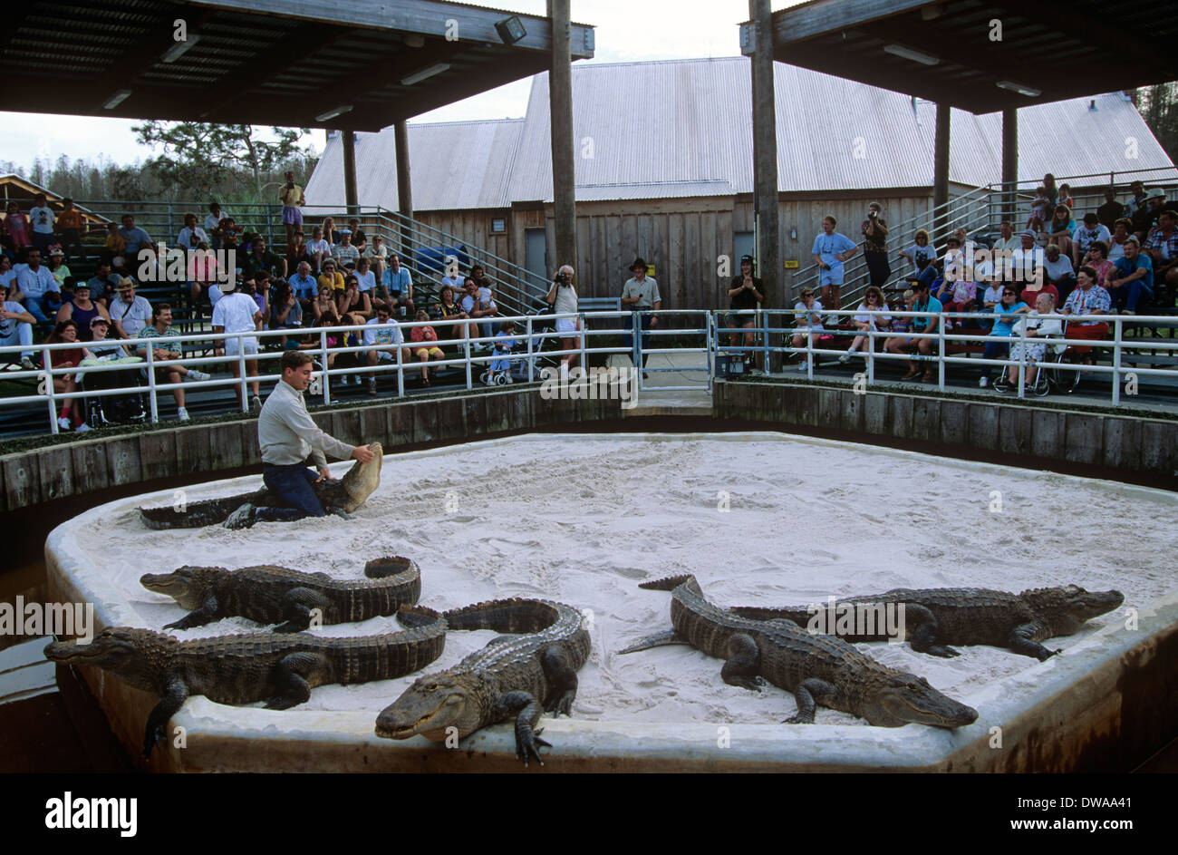 Gator wrestling at Gatorland, Orlando, Florida, USA Stock Photo - Alamy