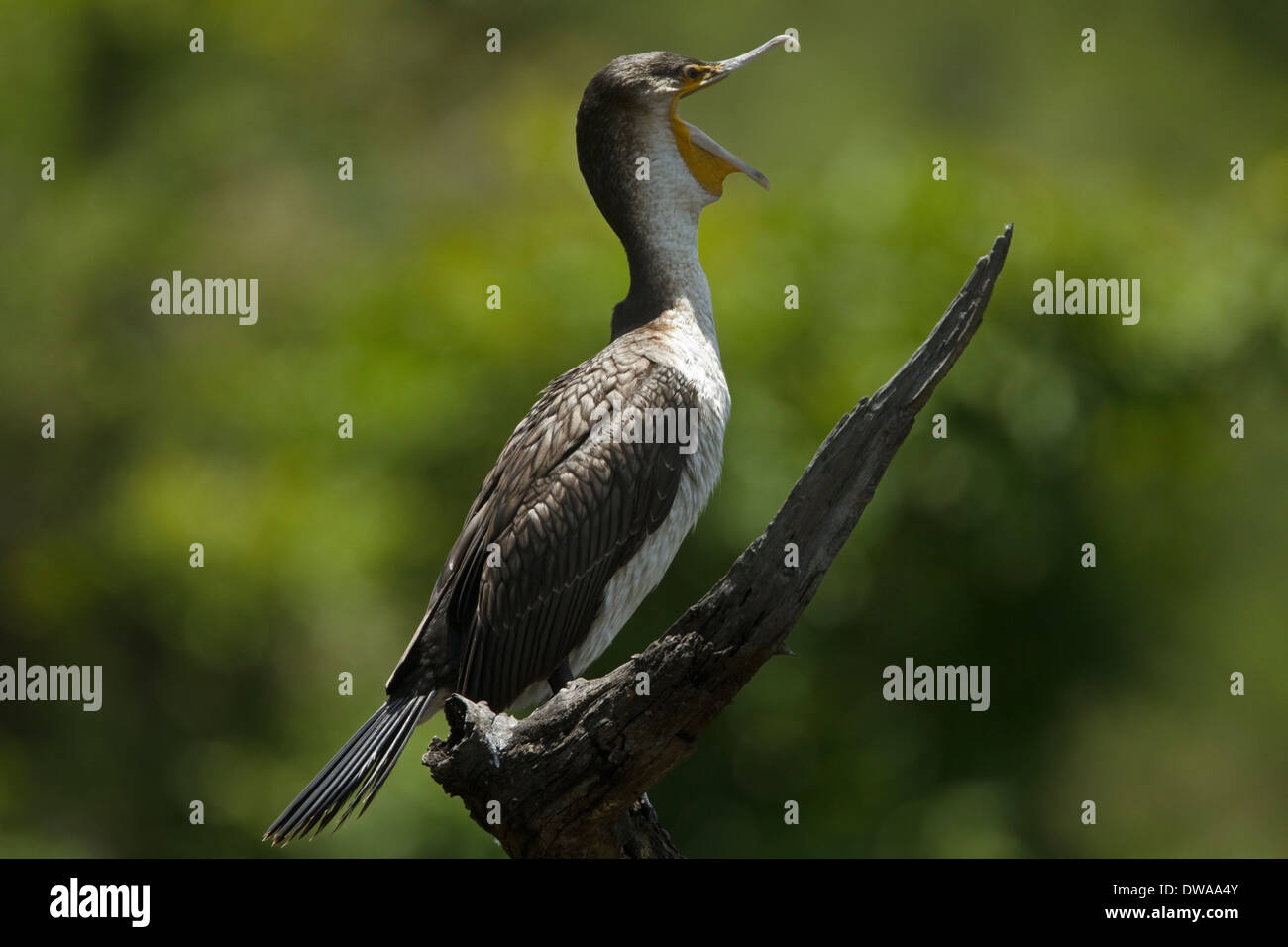 White breasted cormorant phalacrocorax lucidus hi-res stock photography ...