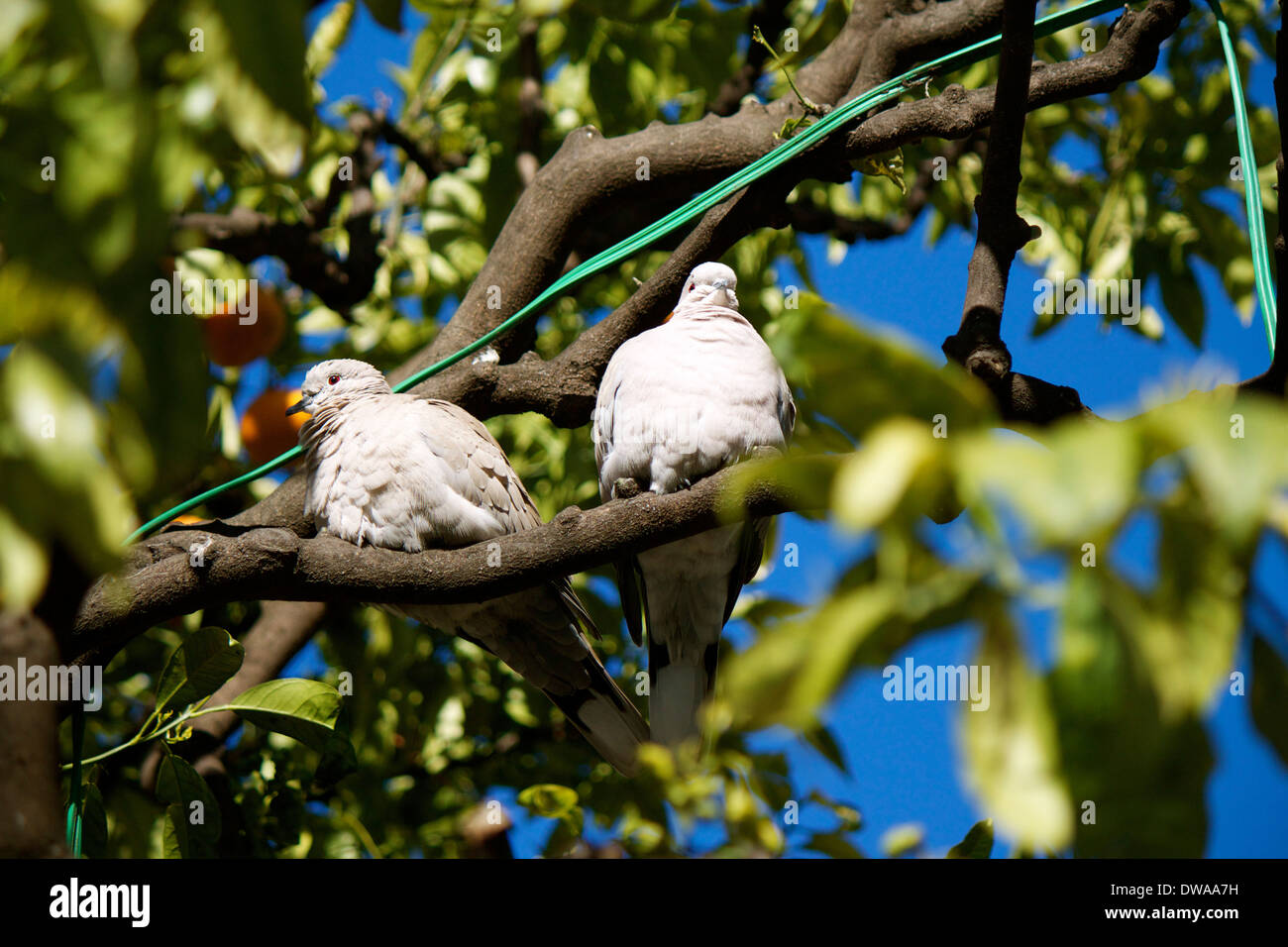 Two love birds branch hi-res stock photography and images - Alamy
