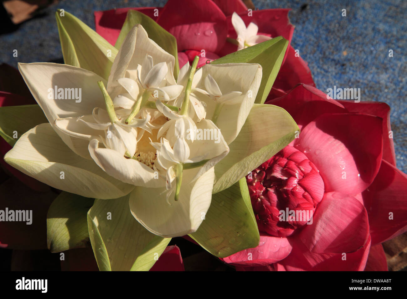 Sri Lanka; Kandy; Temple of the Tooth; flower offerings Stock Photo - Alamy