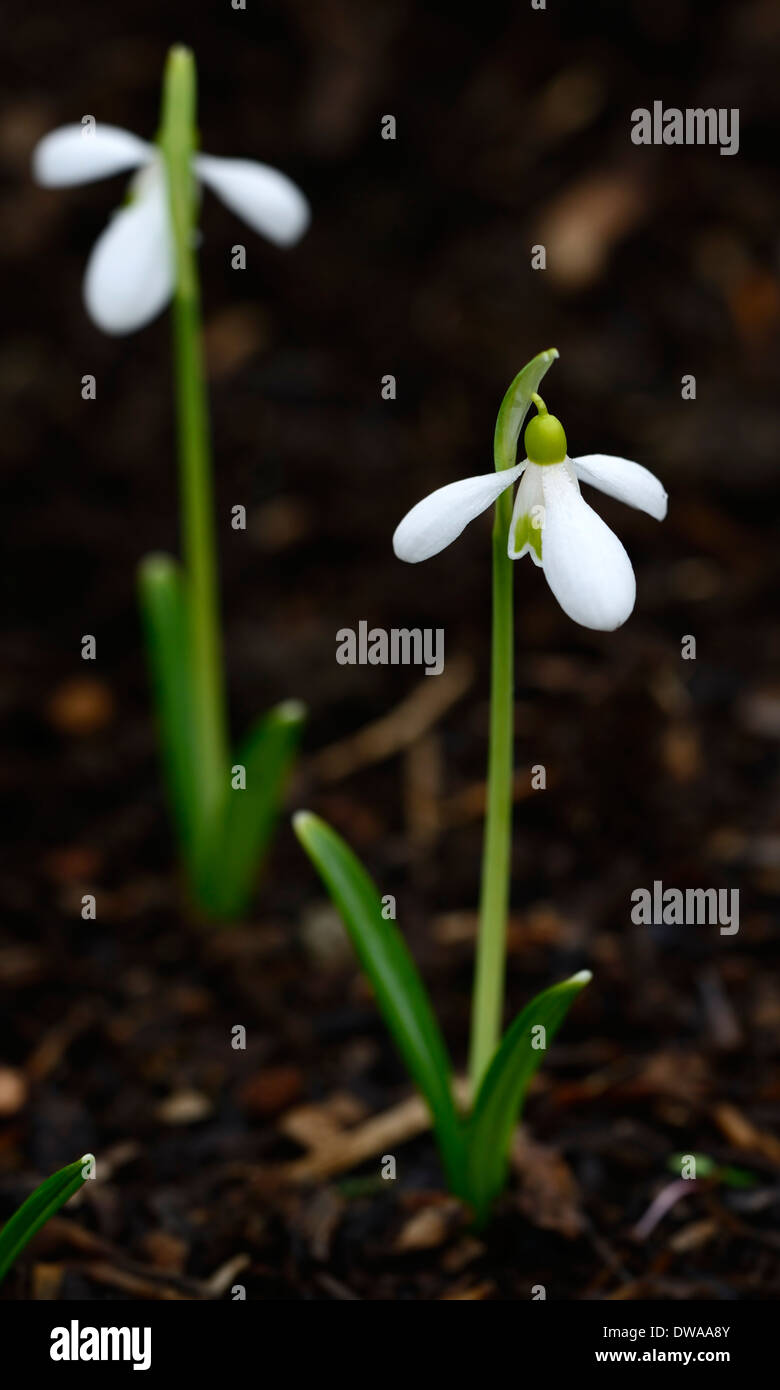 Galanthus hennessy birr white flower flowers green markings bulbs ...