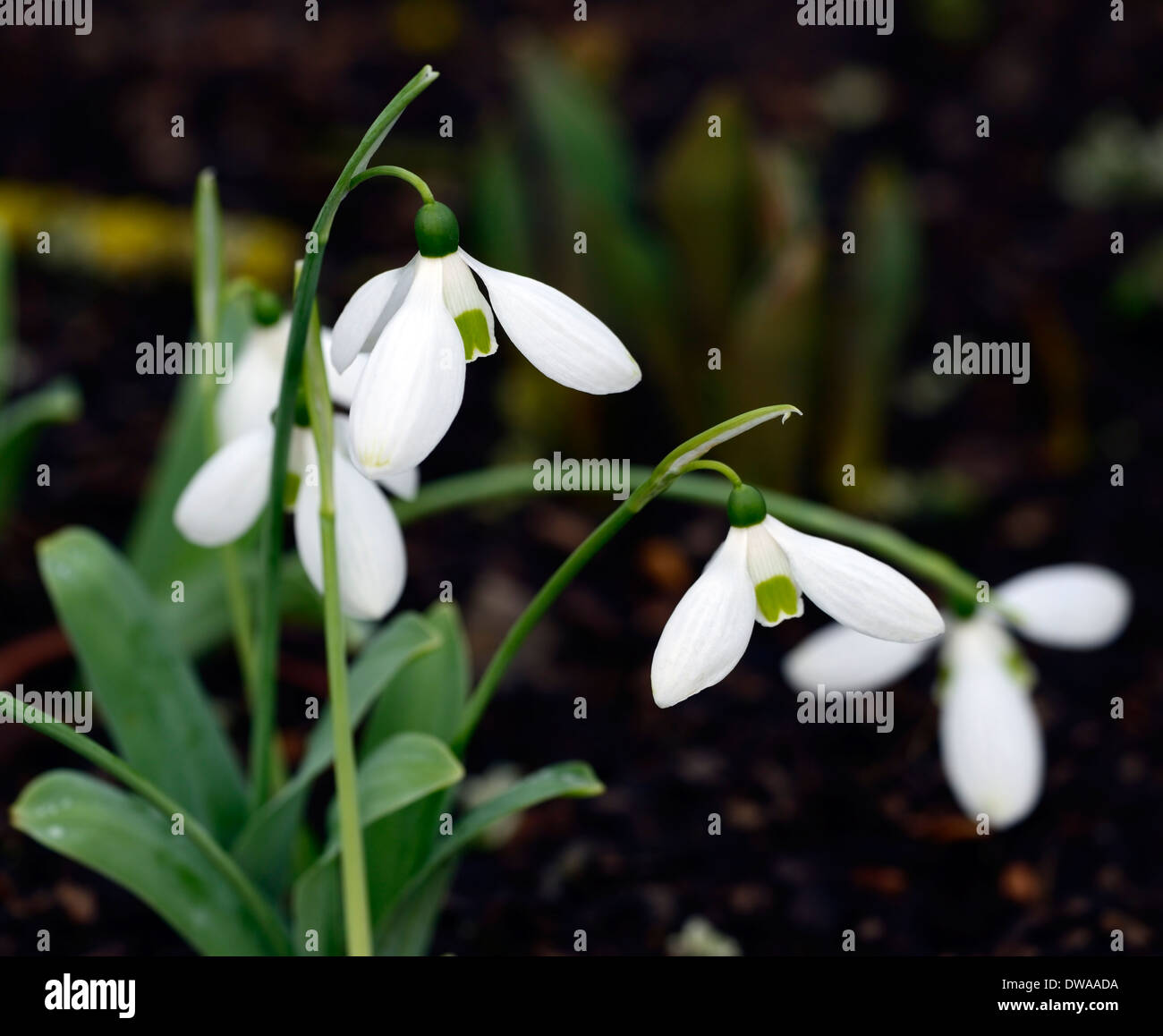 Galanthus kathleen beddington snowdrop white flower flowers green ...