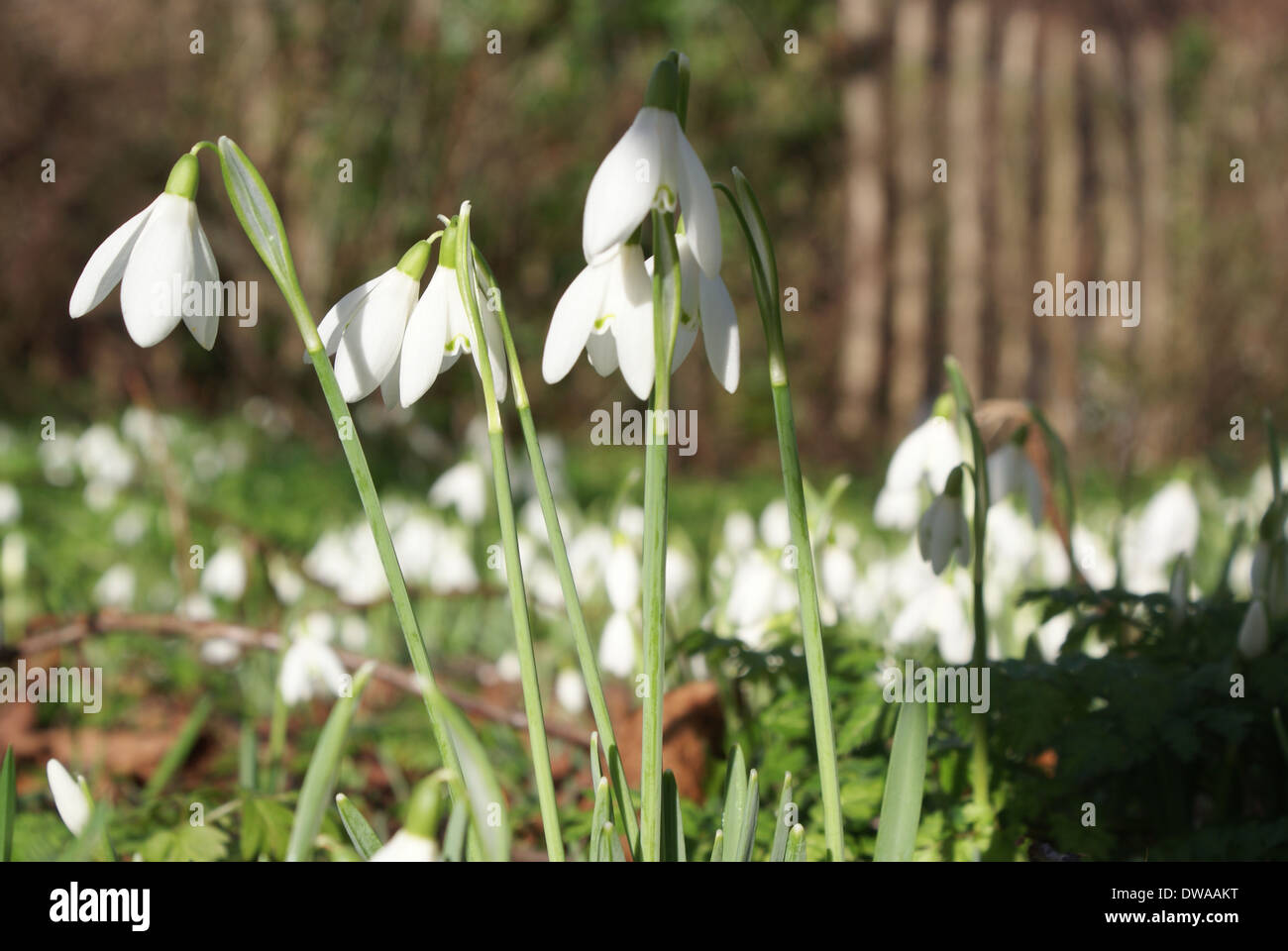 Drops of snow hi-res stock photography and images - Alamy