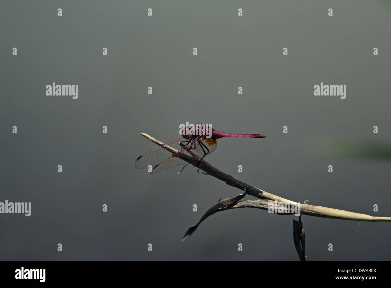 Male Violet Dropwing (Trithemis annulata) perched on a straw, Kruger ...