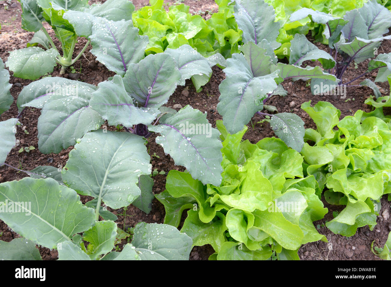 Vegetable patch hi-res stock photography and images - Alamy