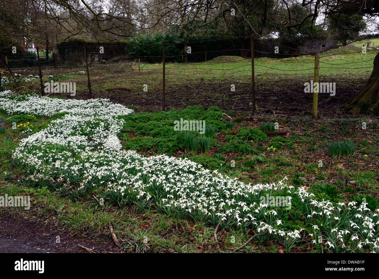 river of snowdrops galanthus nivalis garden design feature mass massed ...