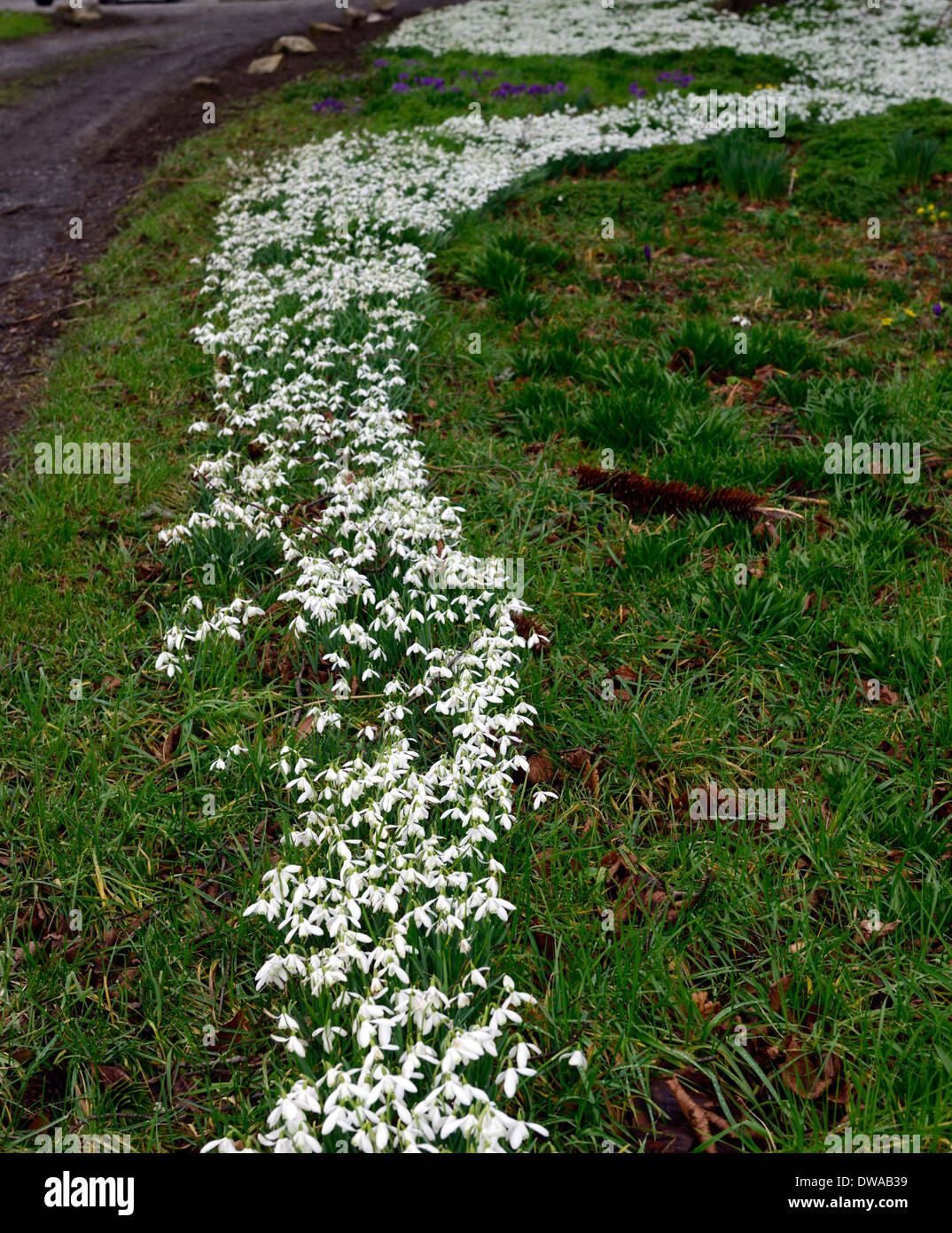 river of snowdrops galanthus nivalis garden design feature mass massed ...